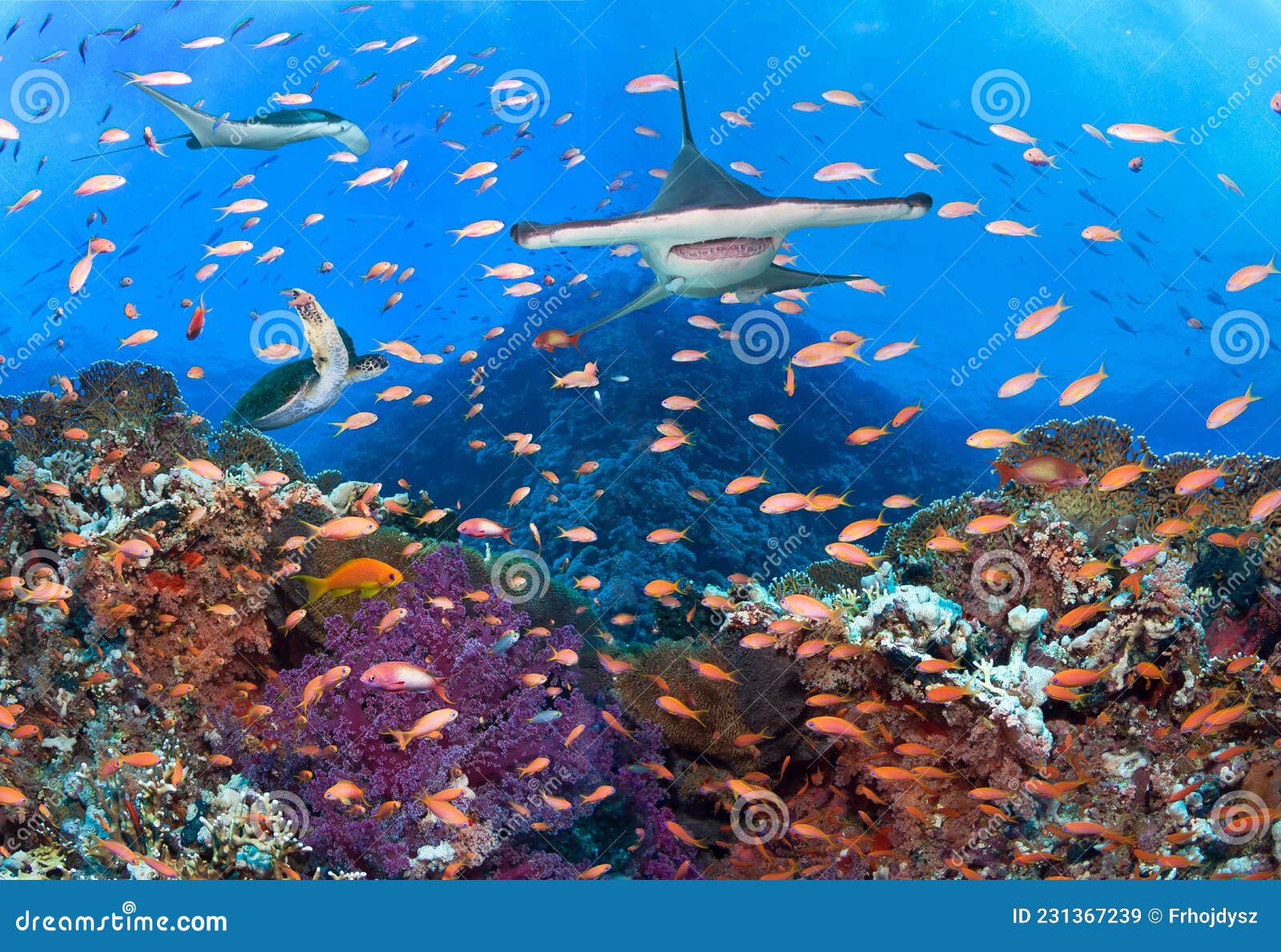 Coral Reef and School of Fish. Stock Image - Image of aquatic, nature ...