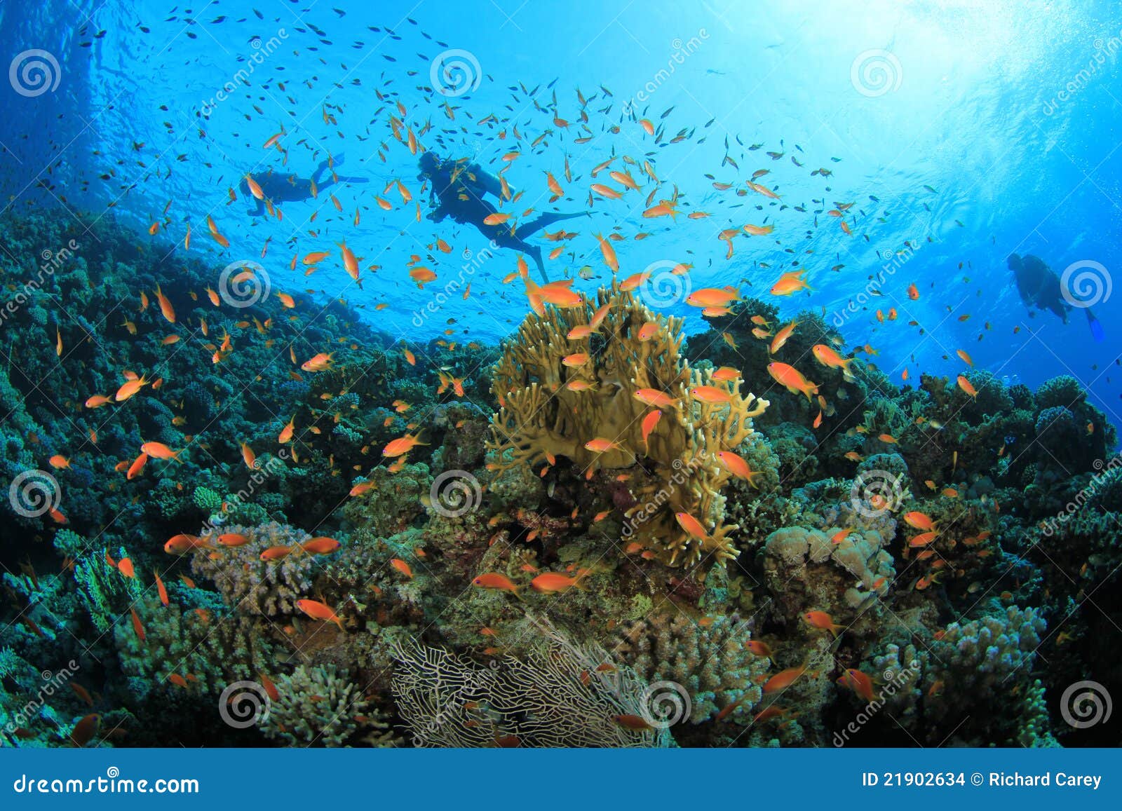 Coral Reef and Scuba Divers Stock Photo - Image of reef, blue: 21902634