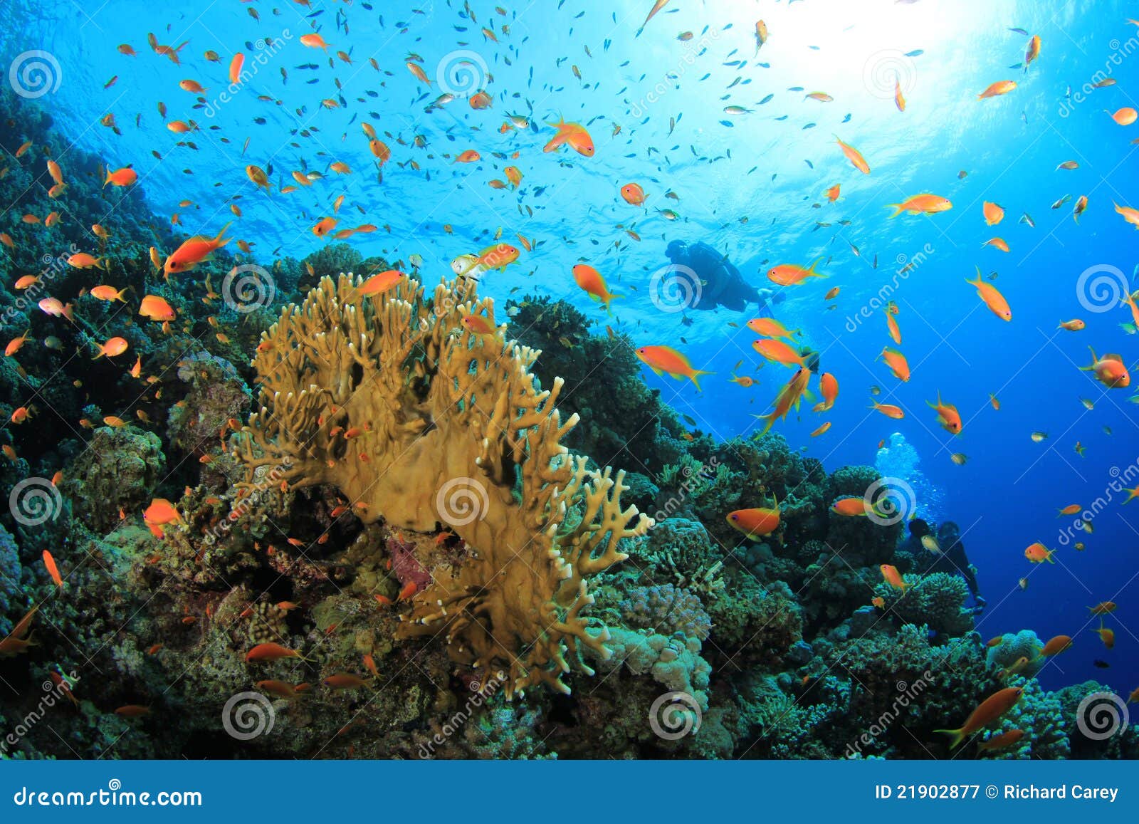 Coral Reef and Scuba Divers Stock Image - Image of tropical, divers ...