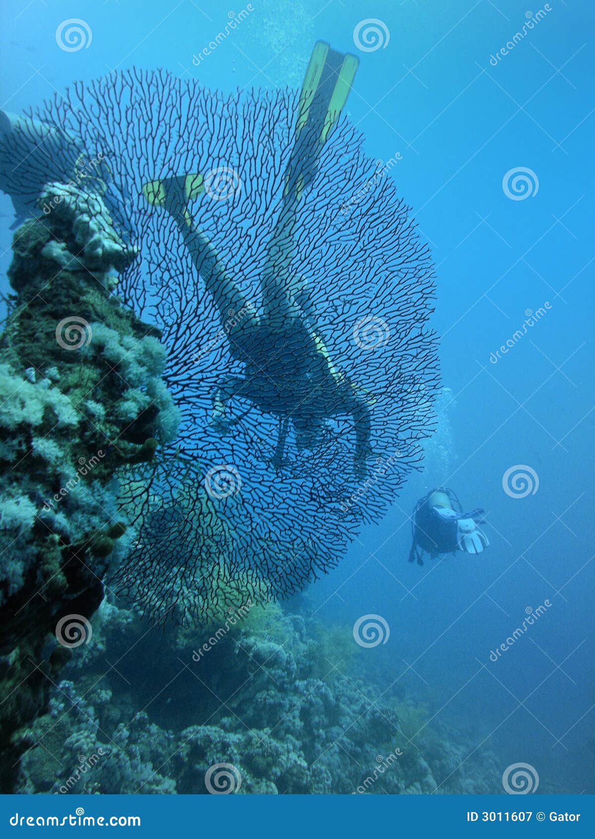 Coral Reef and Scuba Divers Stock Image - Image of natural, dive: 3011607