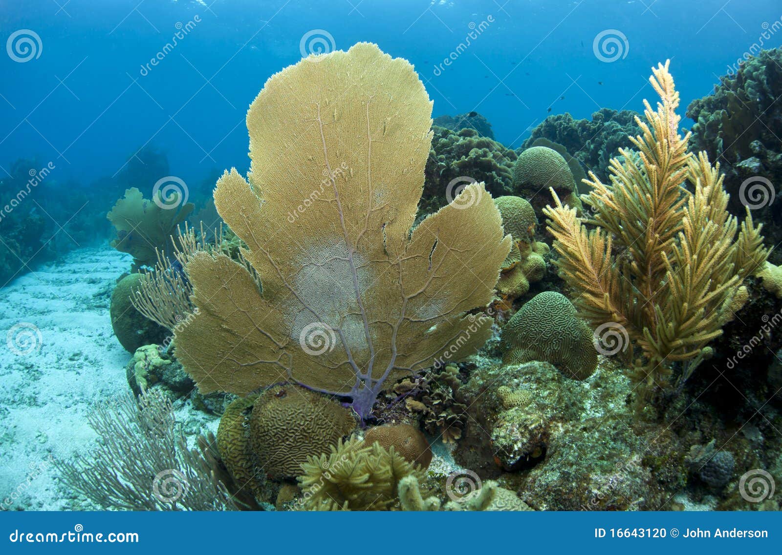 Coral reef sea fan stock photo. Image of honduras, nature - 16643120
