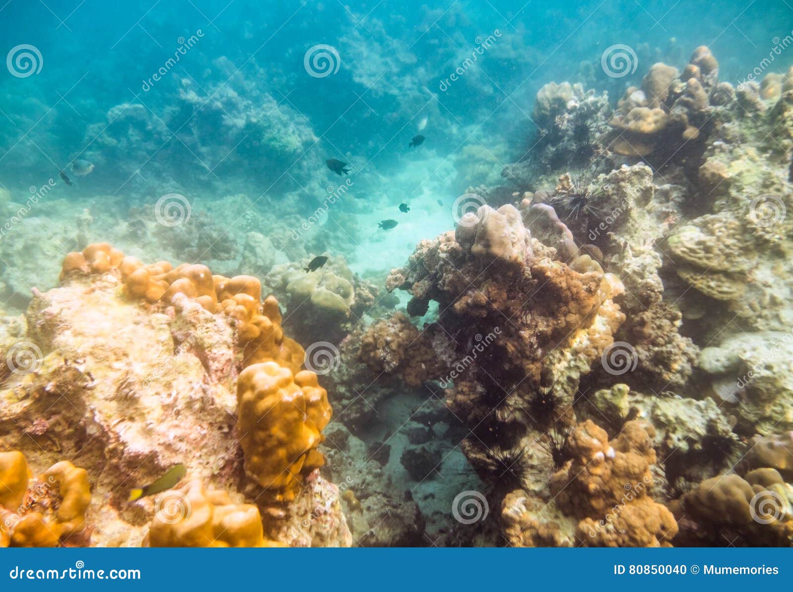 Coral Reef and Sea Life with Problem Pollution Stock Photo - Image of ...