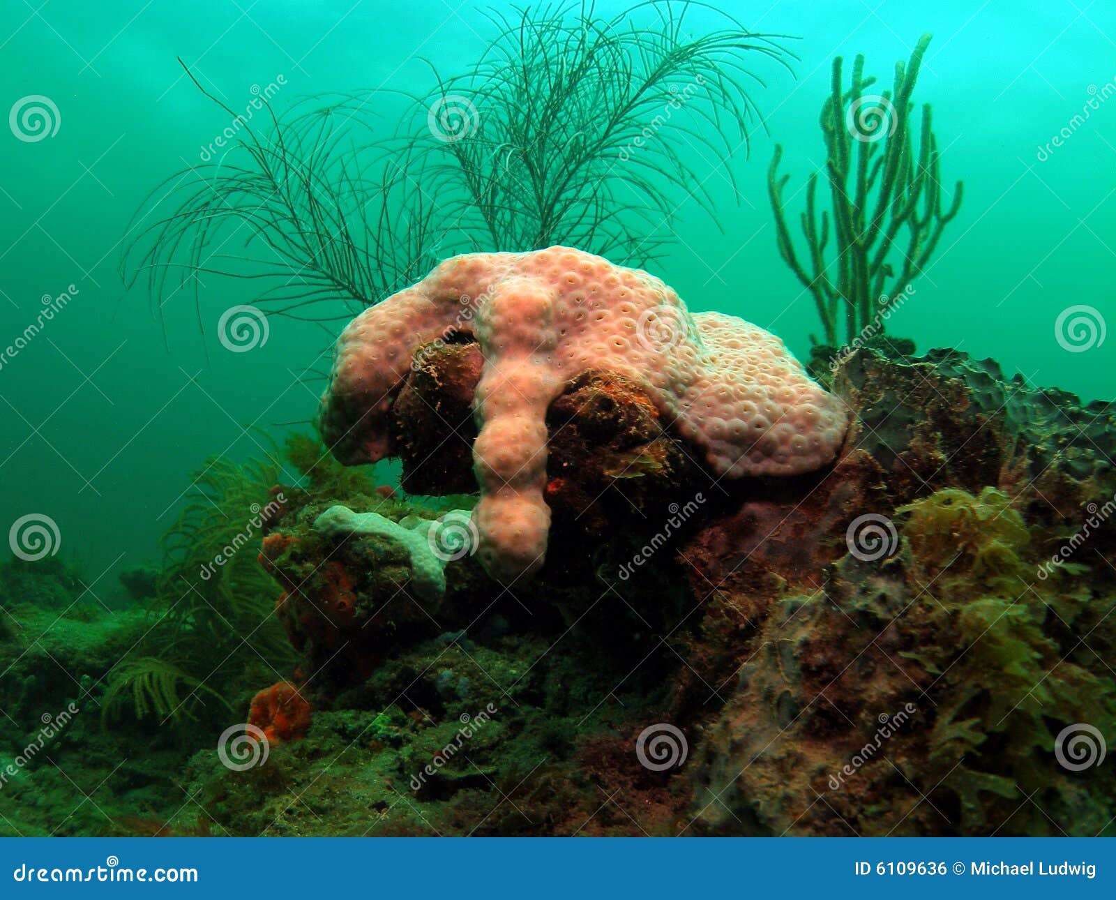 Coral Reef with Sea Rod stock photo. Image of colorful - 6109636