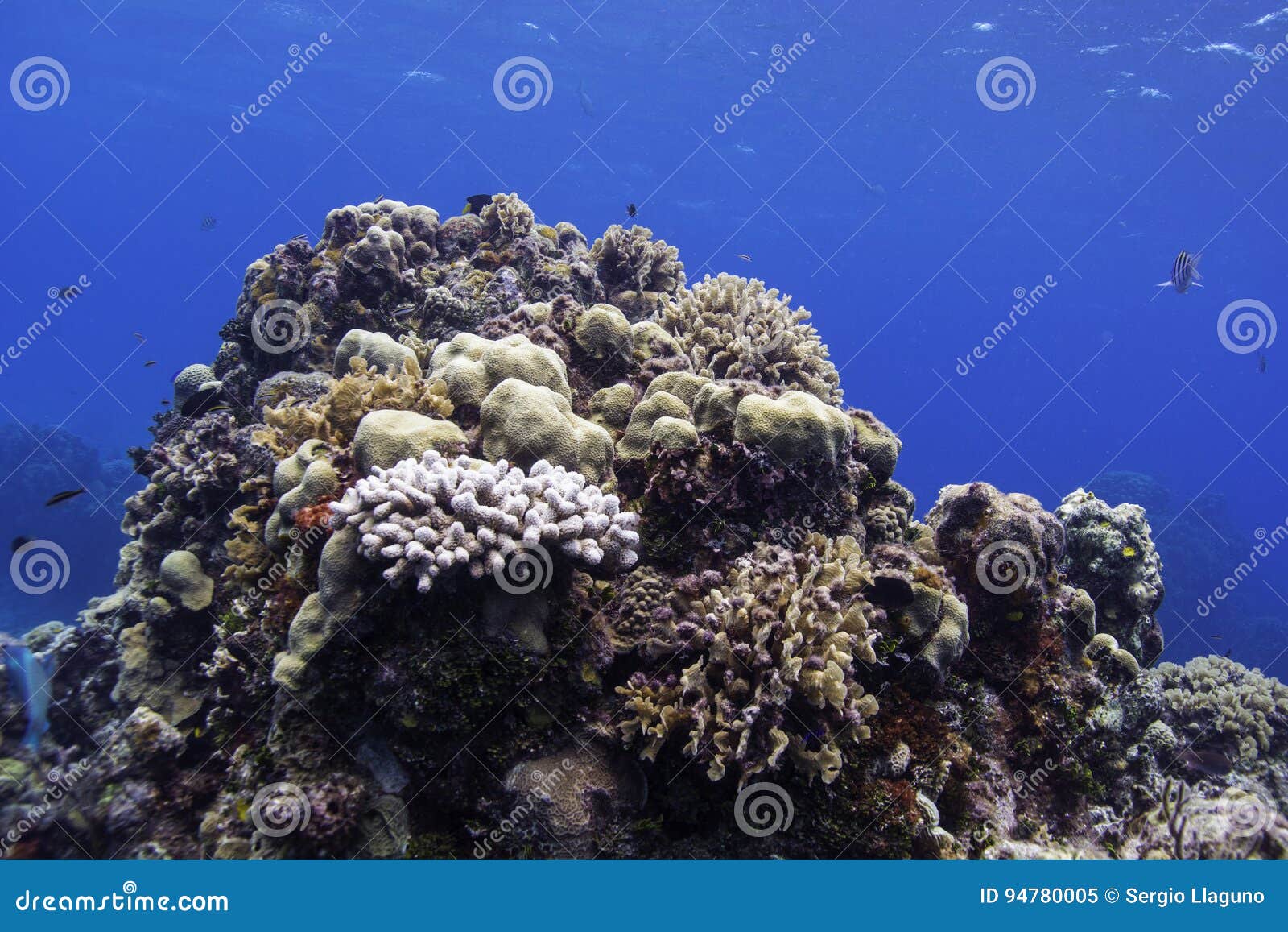 Coral Reef stock image. Image of seascape, cozumel, reef - 94780005