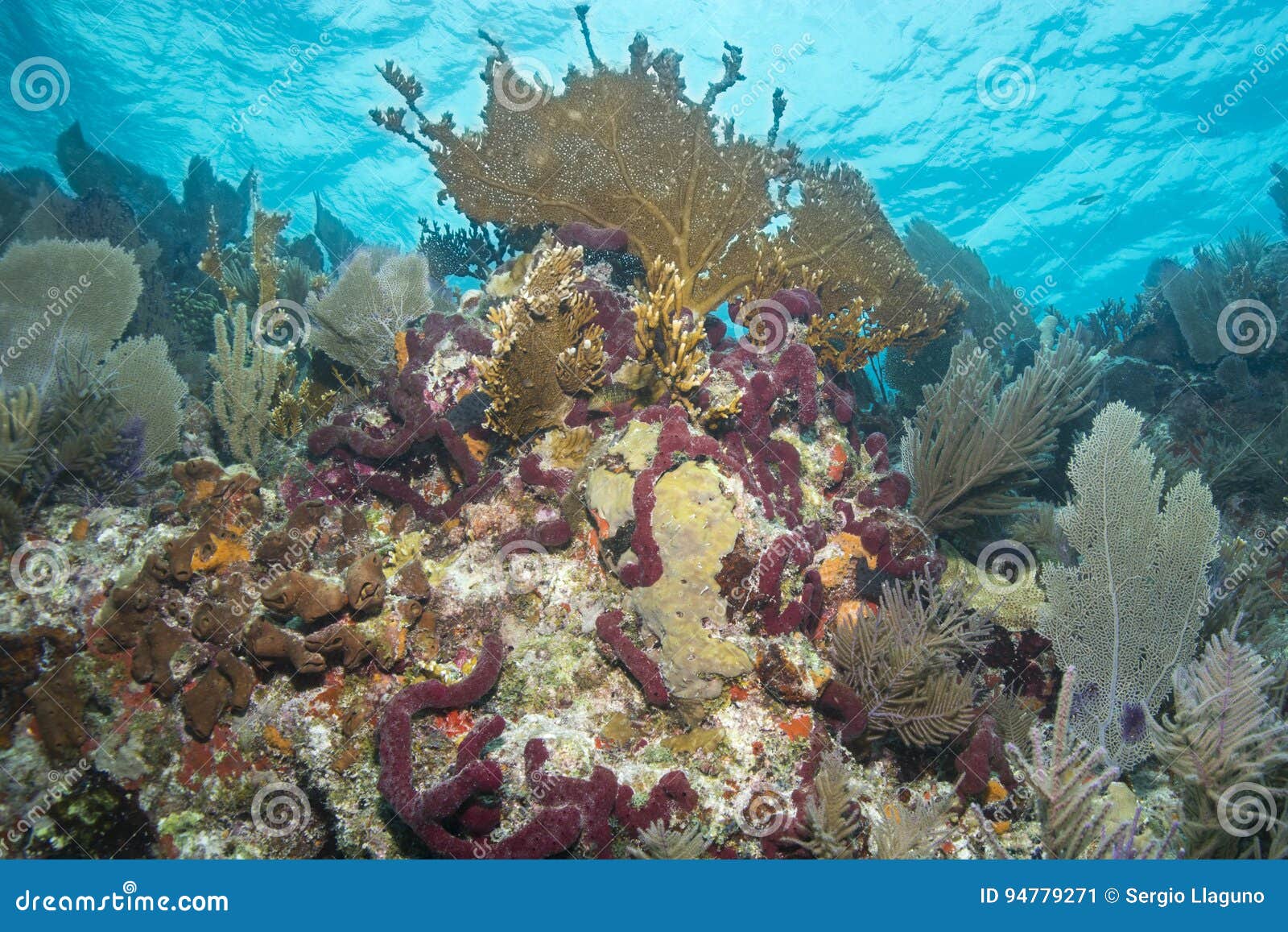 Coral Reef stock image. Image of reef, keys, dive, barrier - 94779271