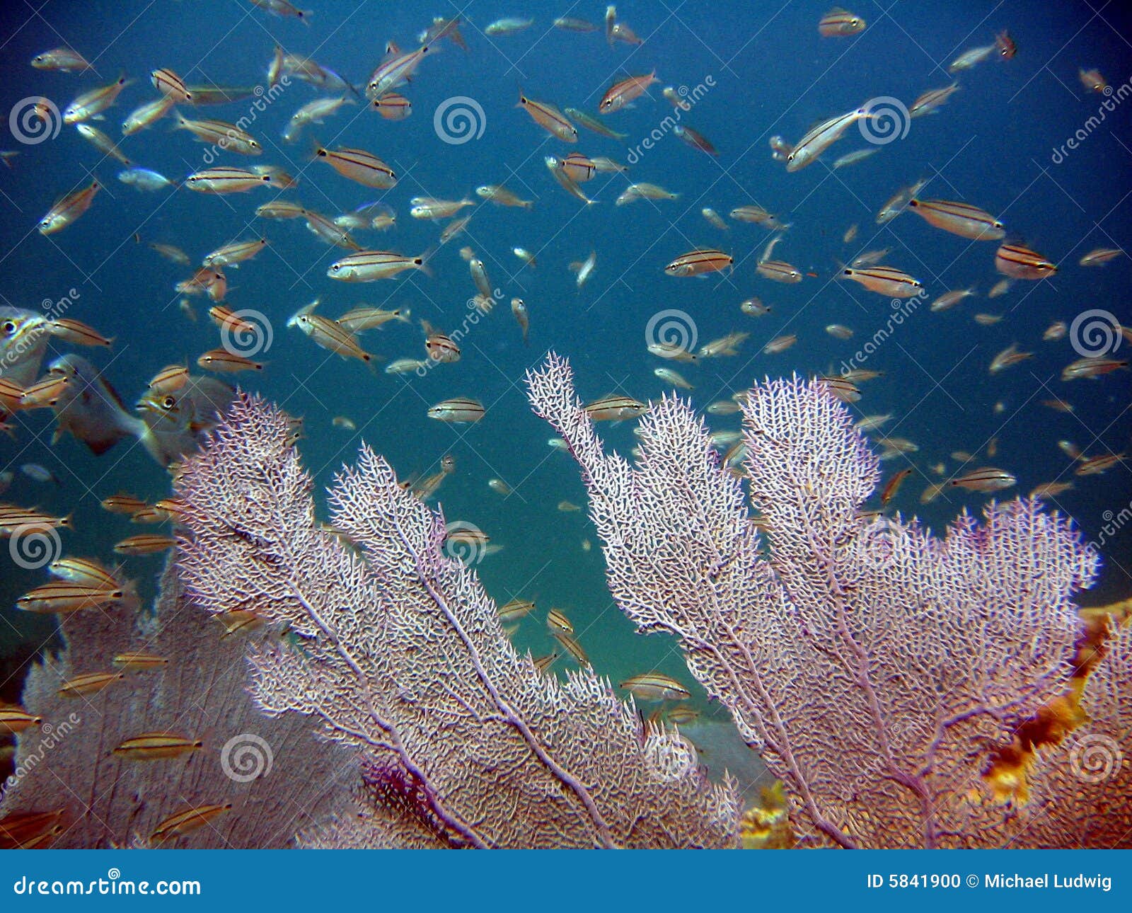 Coral reef and small fish stock photo. Image of pompano - 5841900