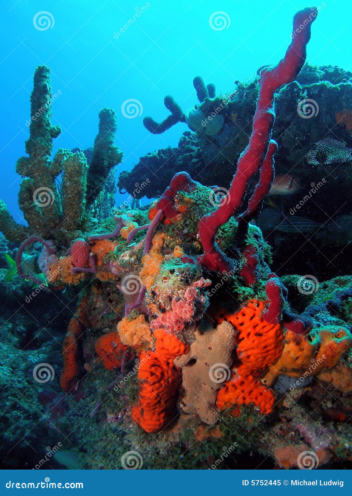 Coral Reef in South Florida Stock Image - Image of wreck, scuba: 5752445