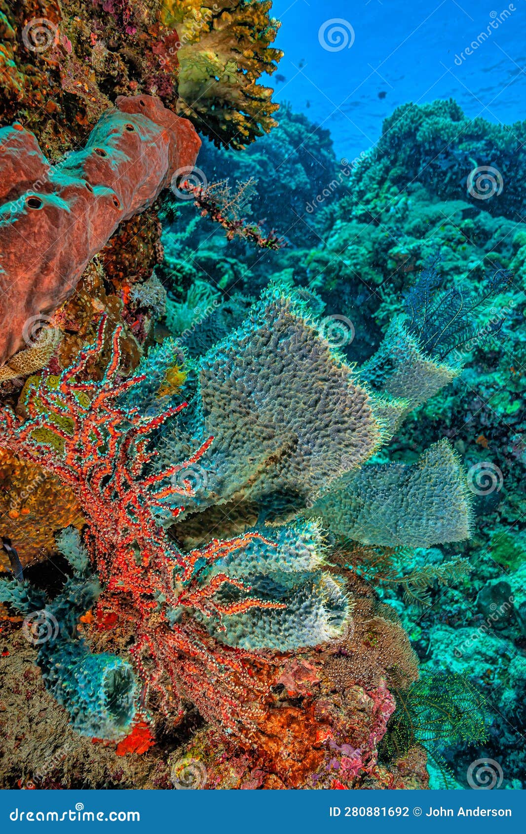 Coral reef South Pacific stock photo. Image of island - 280881692