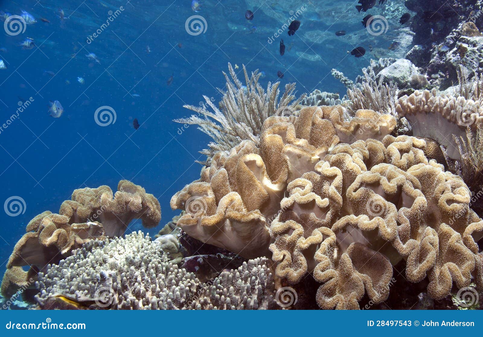 Coral Reef South Pacific stock image. Image of straits - 28497543