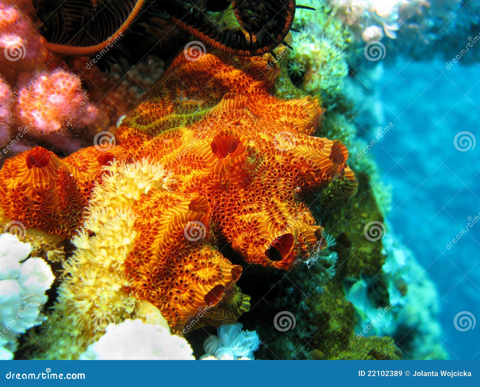 Coral reef with sponge stock image. Image of nature, coral - 22102389