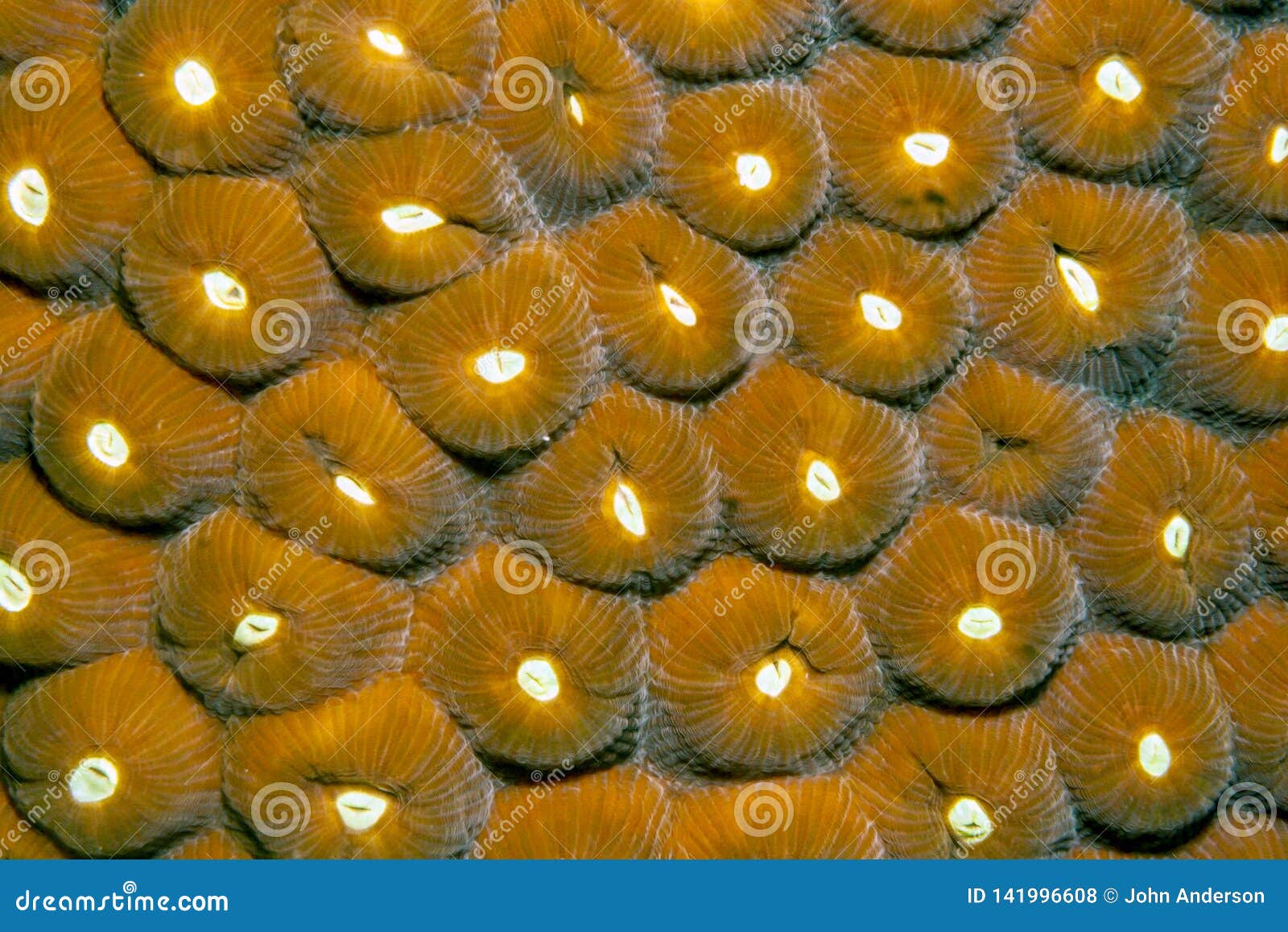 Coral reef star coral stock photo. Image of tropical - 141996608