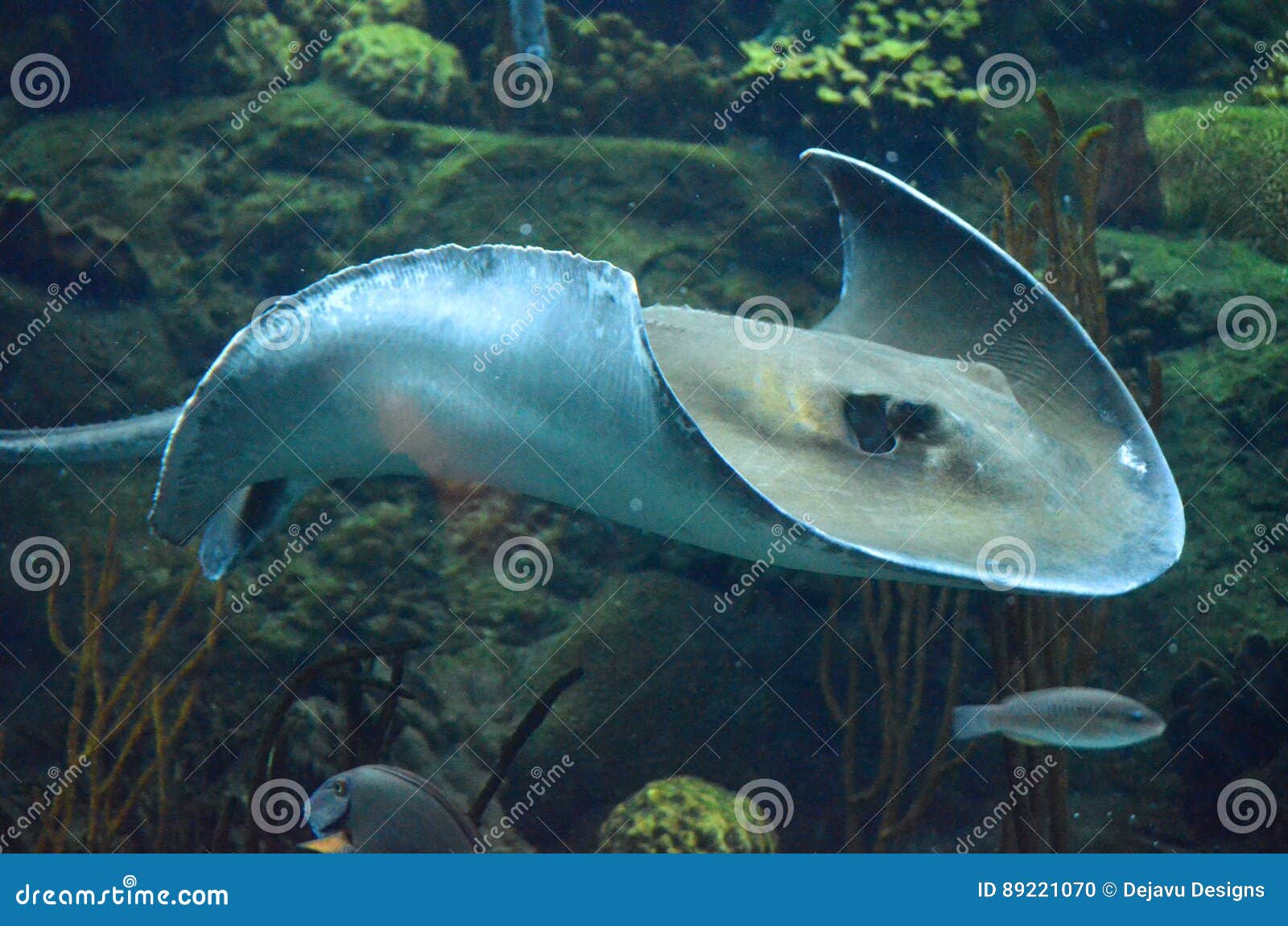 Coral Reef Stingray Moving Underwater Stock Photos - Free & Royalty ...