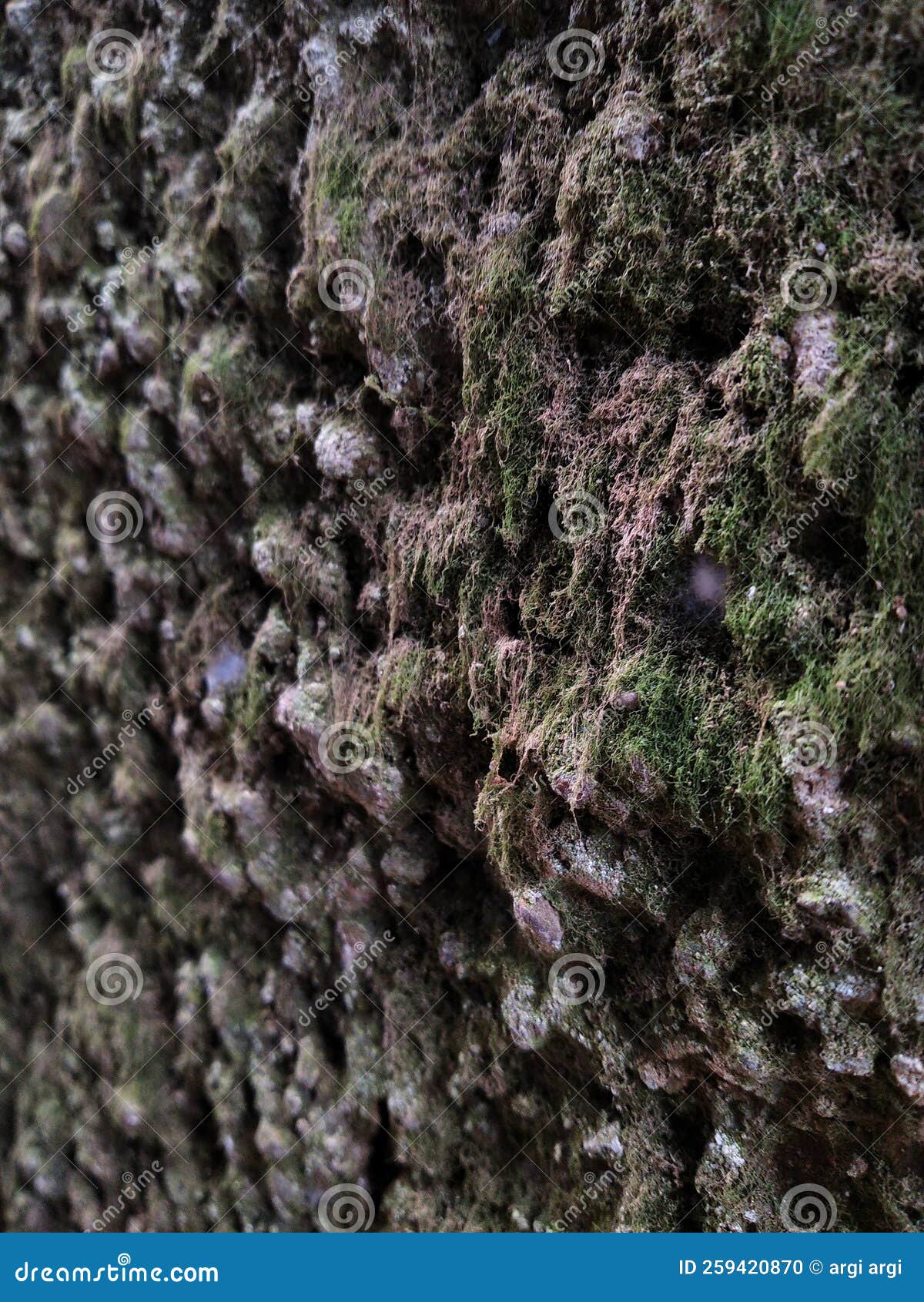 Coral reef stone stock photo. Image of reef, relief - 259420870