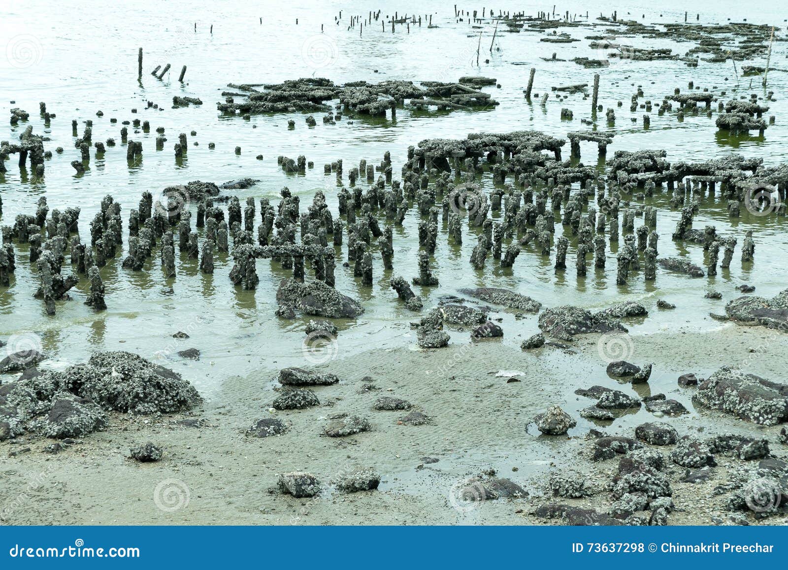 Coral Reef and Sunset in the Beach Stock Photo - Image of black, blue ...
