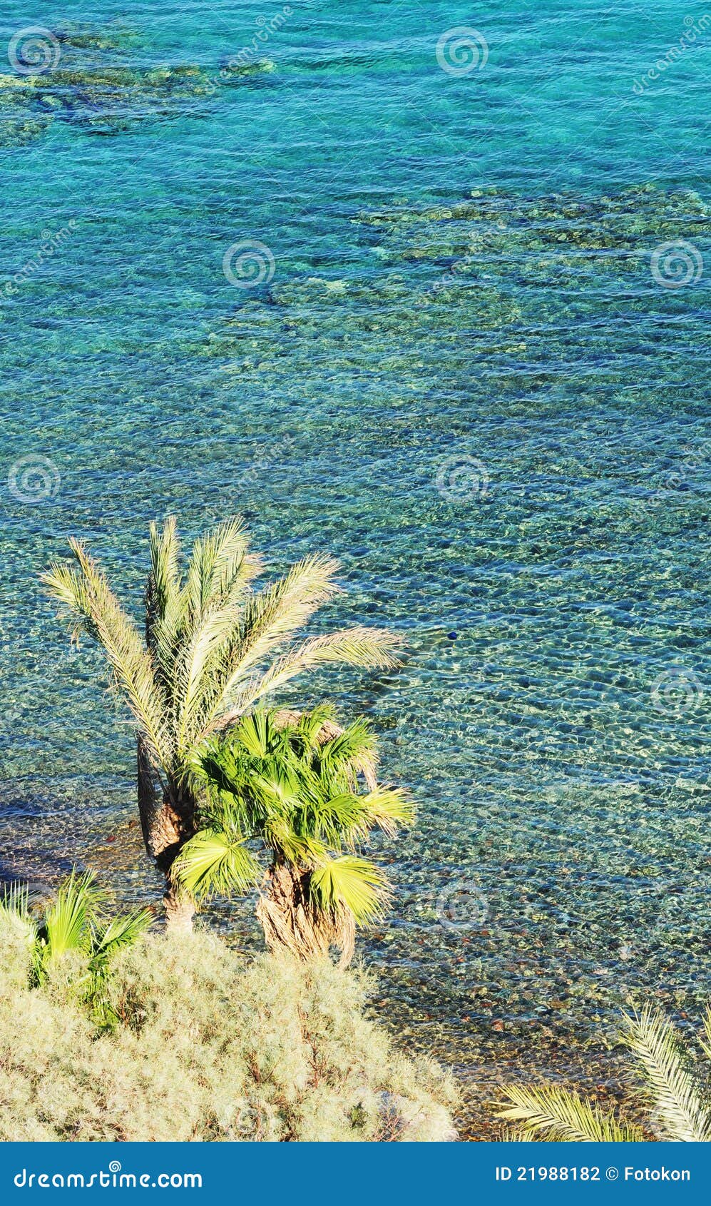 Coral reef in Taba stock photo. Image of riviera, africa - 21988182