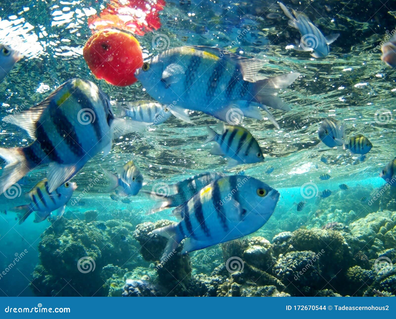 Coral Reef with Tropical Fish, Marsa Alam, Egypt Stock Photo - Image of ...