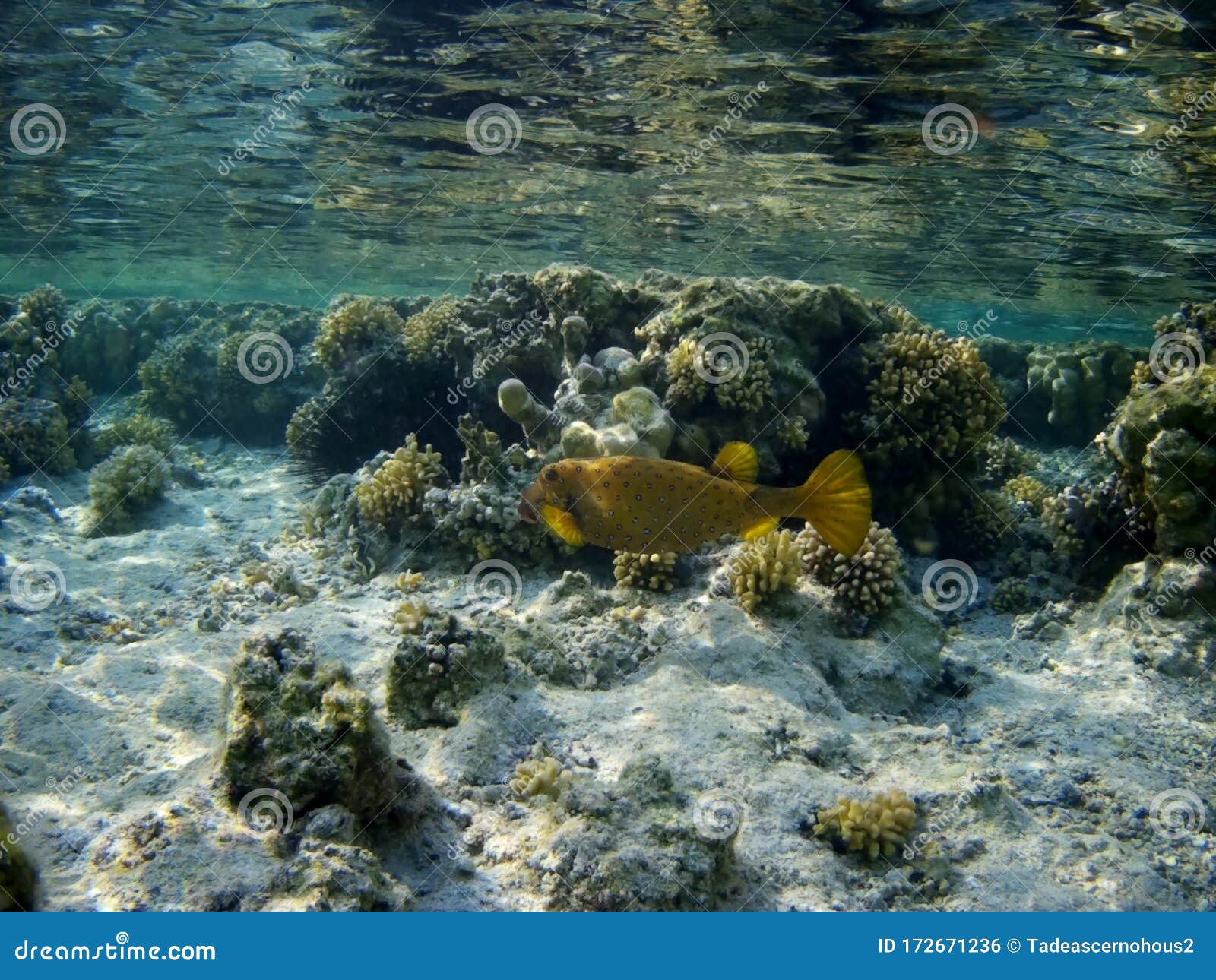 Coral Reef with Tropical Fish, Marsa Alam, Egypt Stock Photo - Image of ...