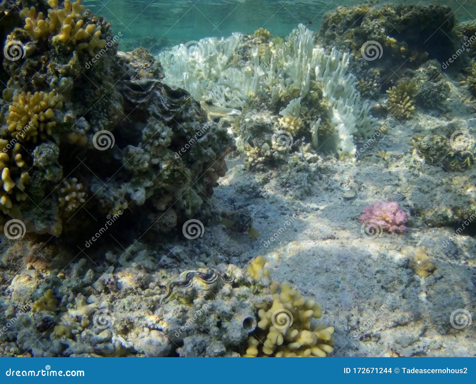 Coral Reef with Tropical Fish, Marsa Alam, Egypt Stock Photo - Image of ...