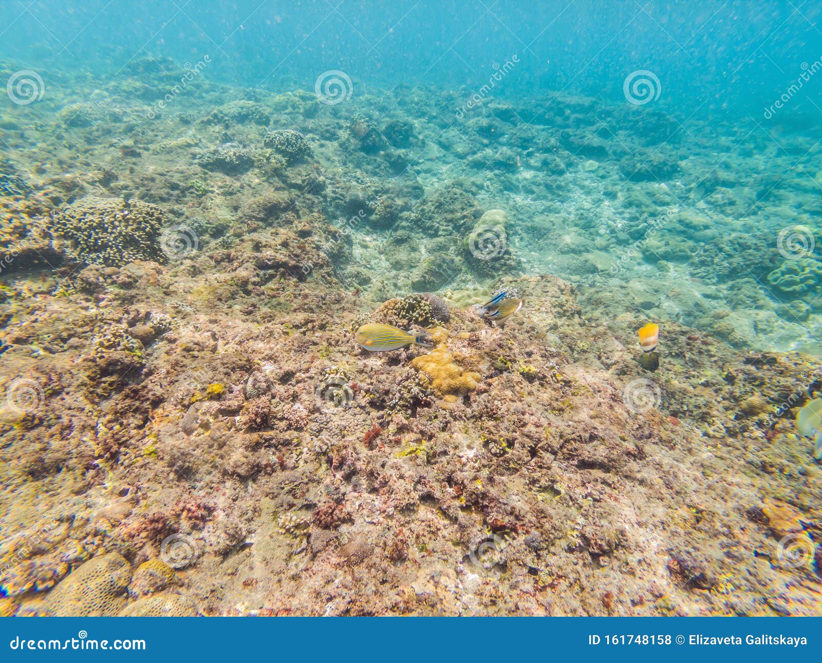 Coral Reef and Tropical Fish in Sunlight Stock Photo - Image of aquatic ...