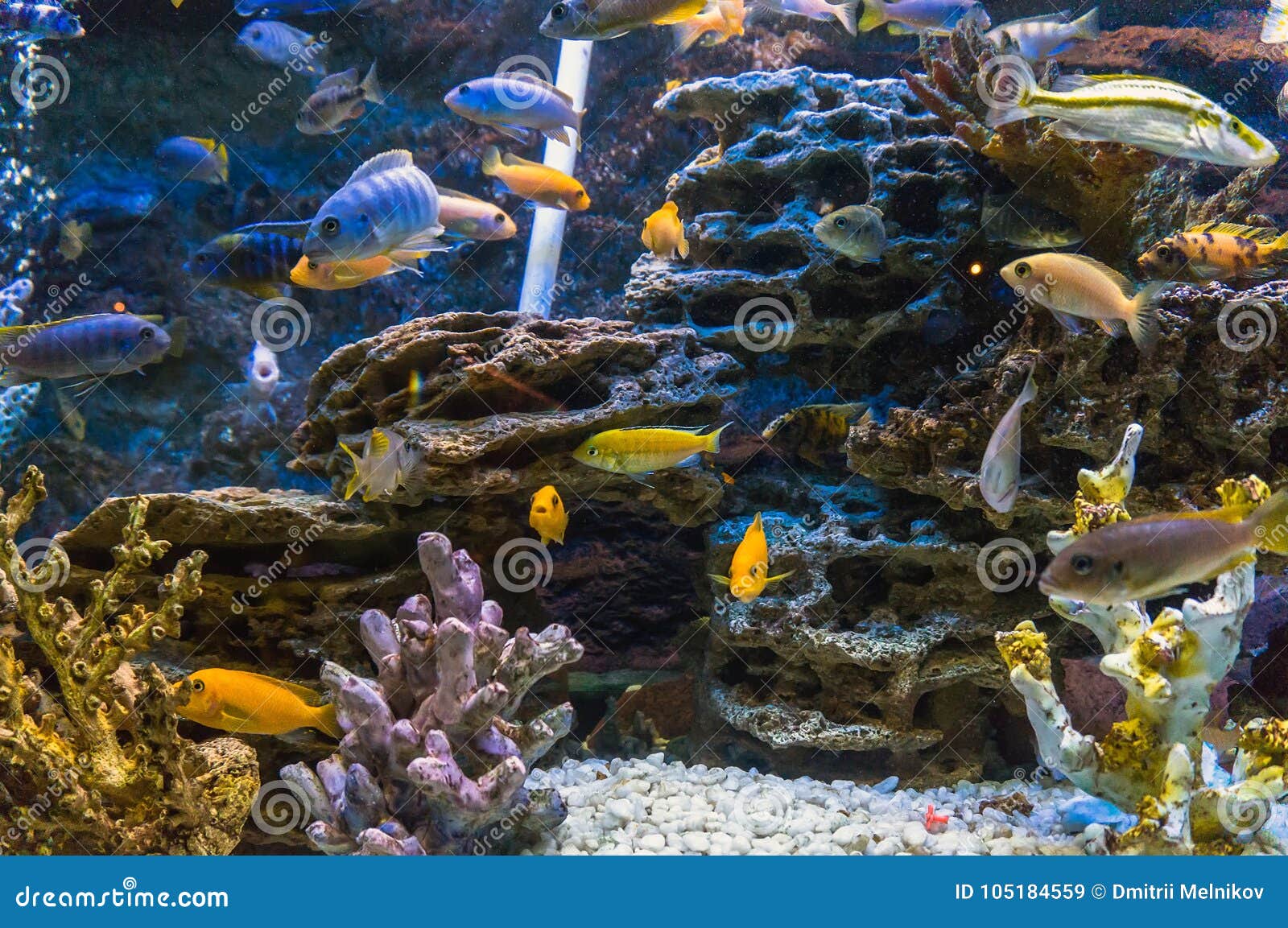 Coral Reef and Tropical Fish in Sunlight. Stock Image - Image of egypt ...