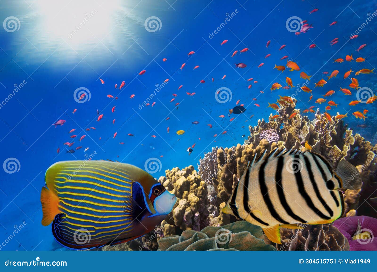 Coral Reef and Tropical Fish in Sunlight Stock Image - Image of soft ...