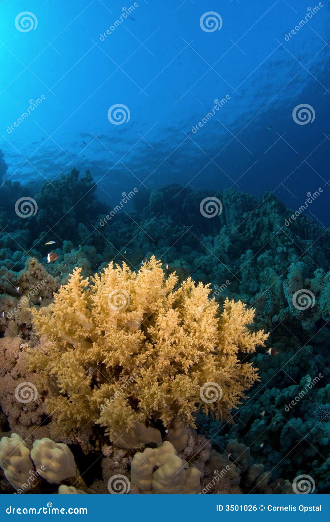 Coral Reef Under the Surface Stock Photo - Image of ocean, egypt: 3501026
