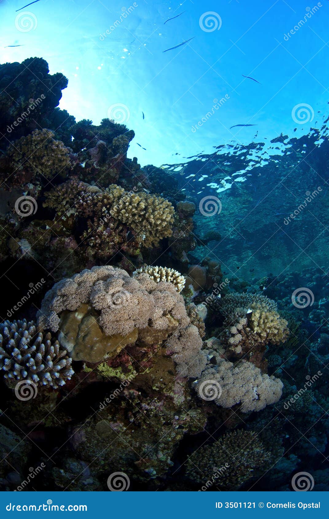 Coral Reef Under the Surface Stock Image - Image of surface, blue: 3501121