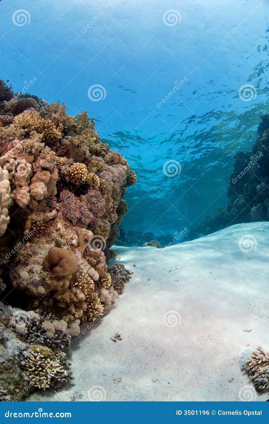 Coral Reef Under the Surface Stock Photo - Image of egypt, couple: 3501196
