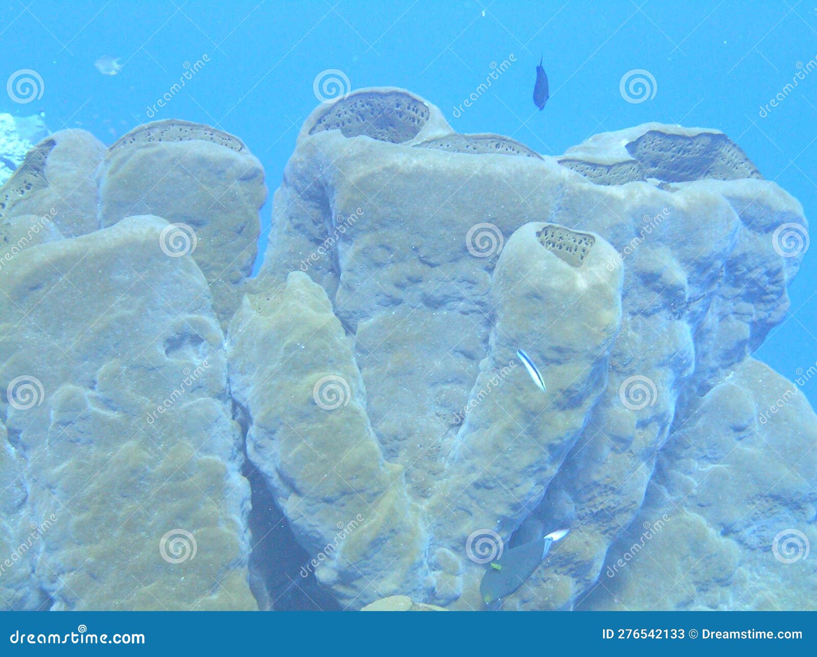 Coral Reef and Fish in Wakatobi Island Stock Image - Image of ...