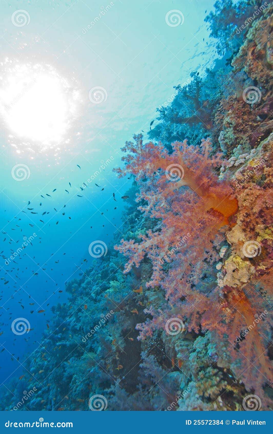 Coral reef wall in the sun stock photo. Image of aquatic - 25572384