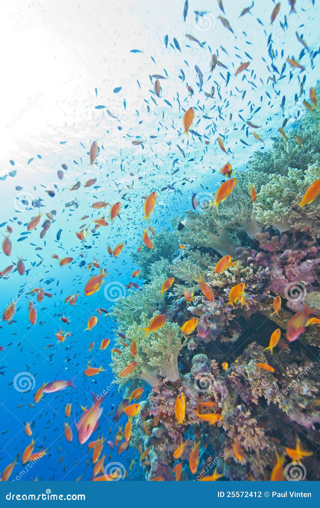Coral reef wall in the sun stock photo. Image of scleronephthya - 25572412
