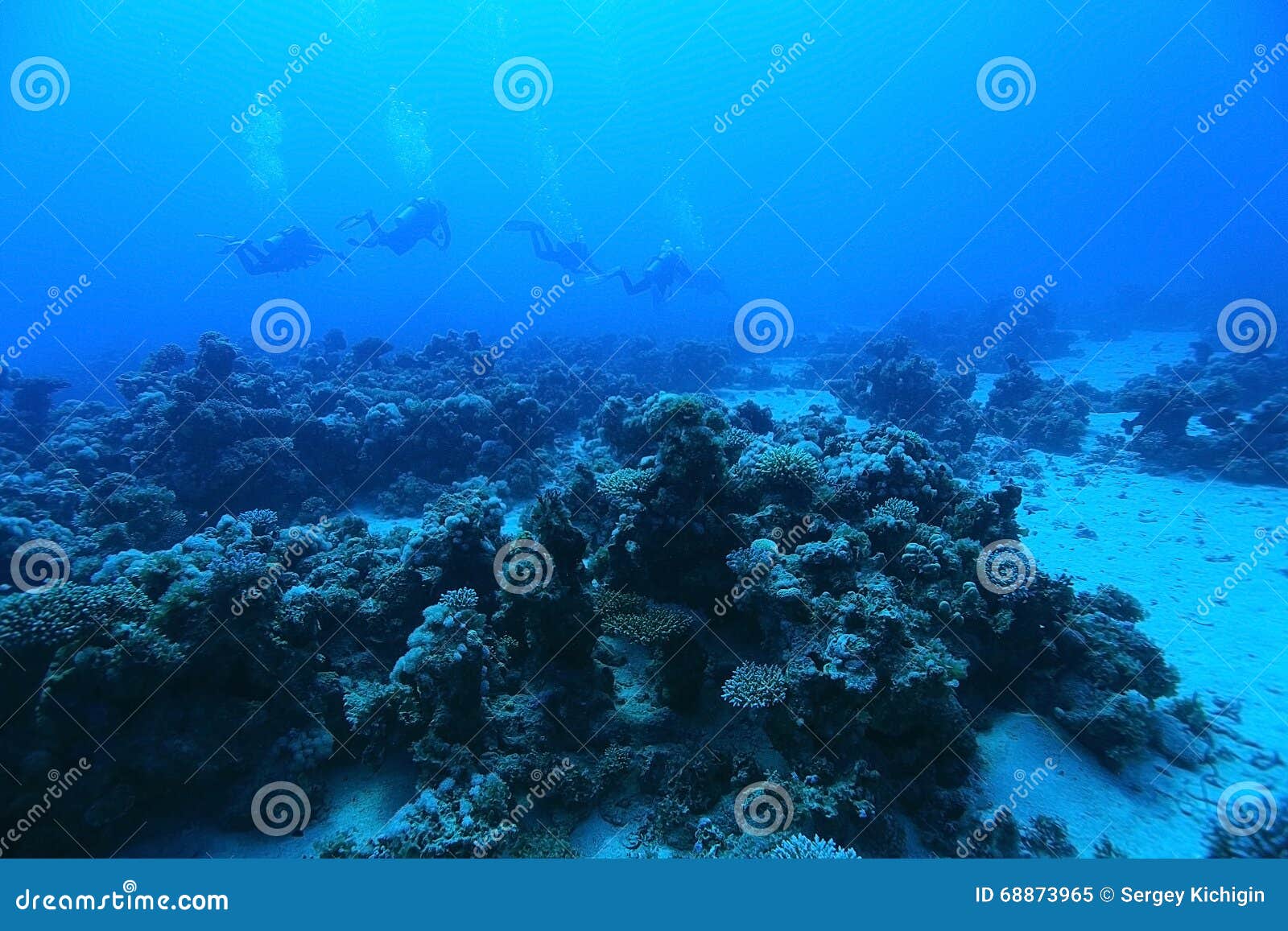 Coral reef in warm sea stock image. Image of marine, barrier - 68873965