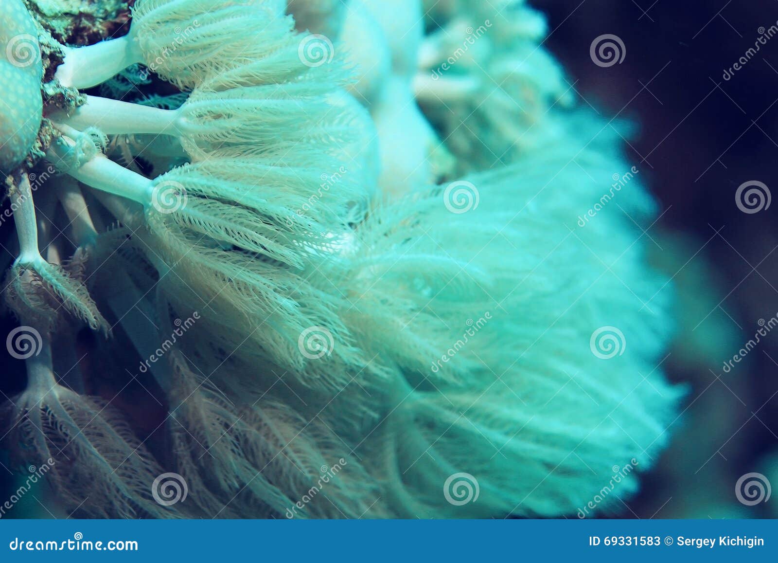 Coral reef in warm sea stock image. Image of caribbean - 69331583