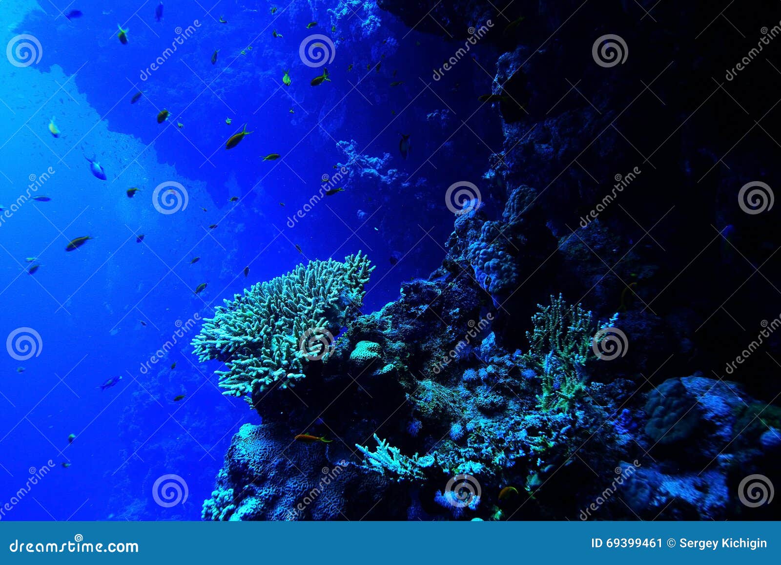 Coral reef in warm sea stock image. Image of beauty, color - 69399461