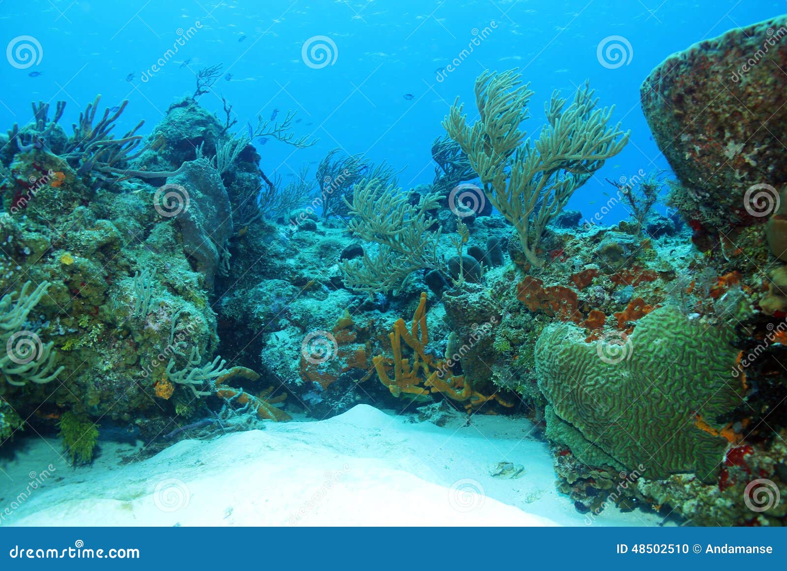 Coral Reef stock photo. Image of coral, reef, underwater - 48502510