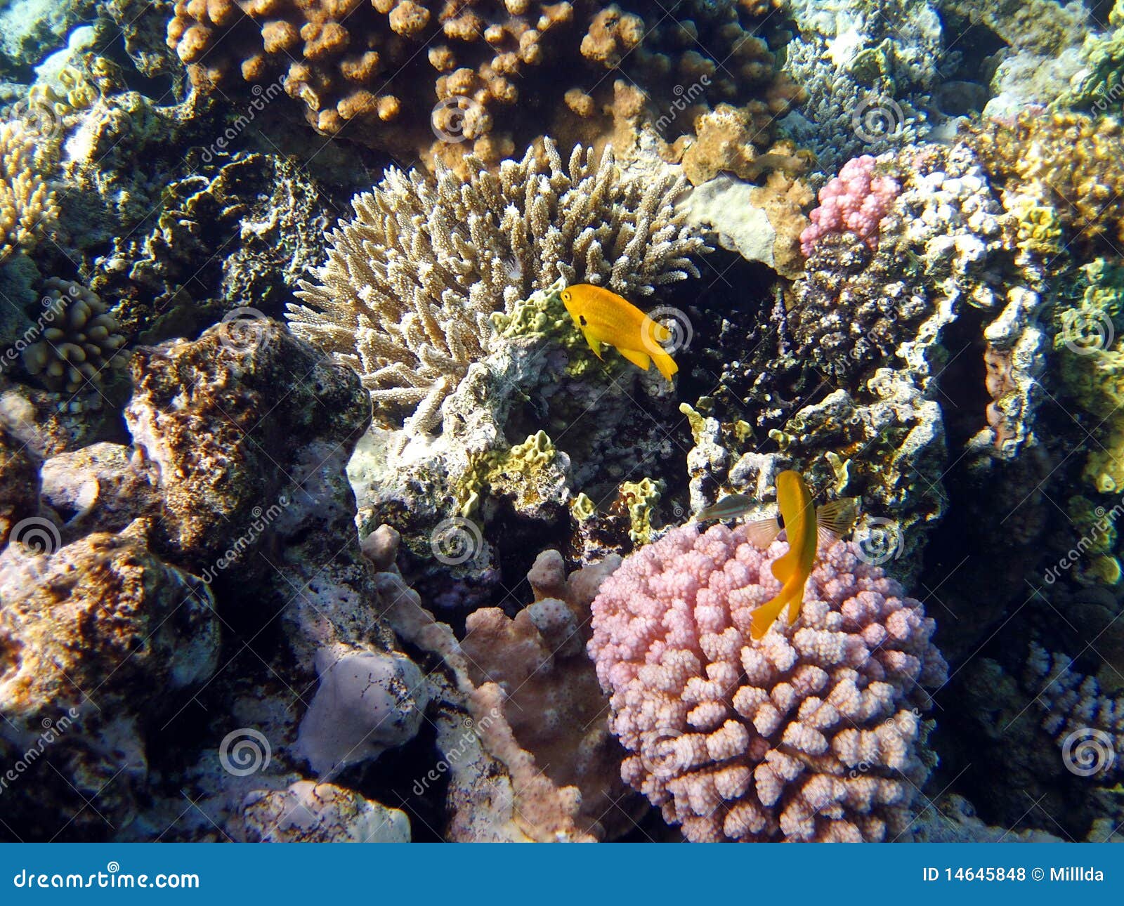 Coral reef and yellow fish stock photo. Image of reef - 14645848