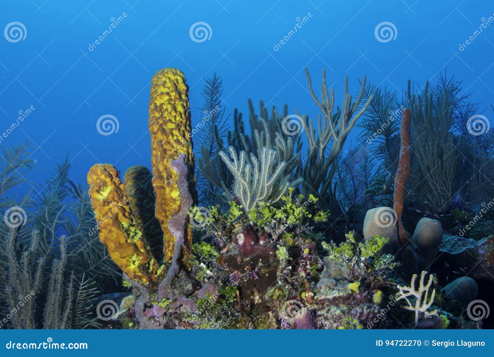 Coral Reef Yellow Sponge fotografia stock. Immagine di barriera - 94722270