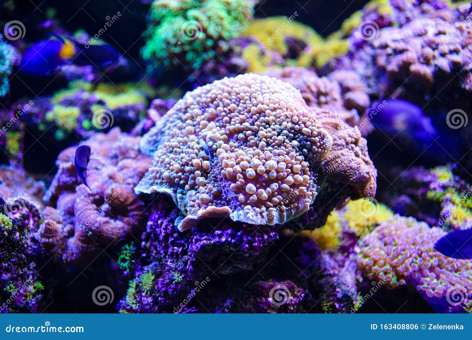 Coral reefs stock photo. Image of blue, clownfish, ocean - 163408806