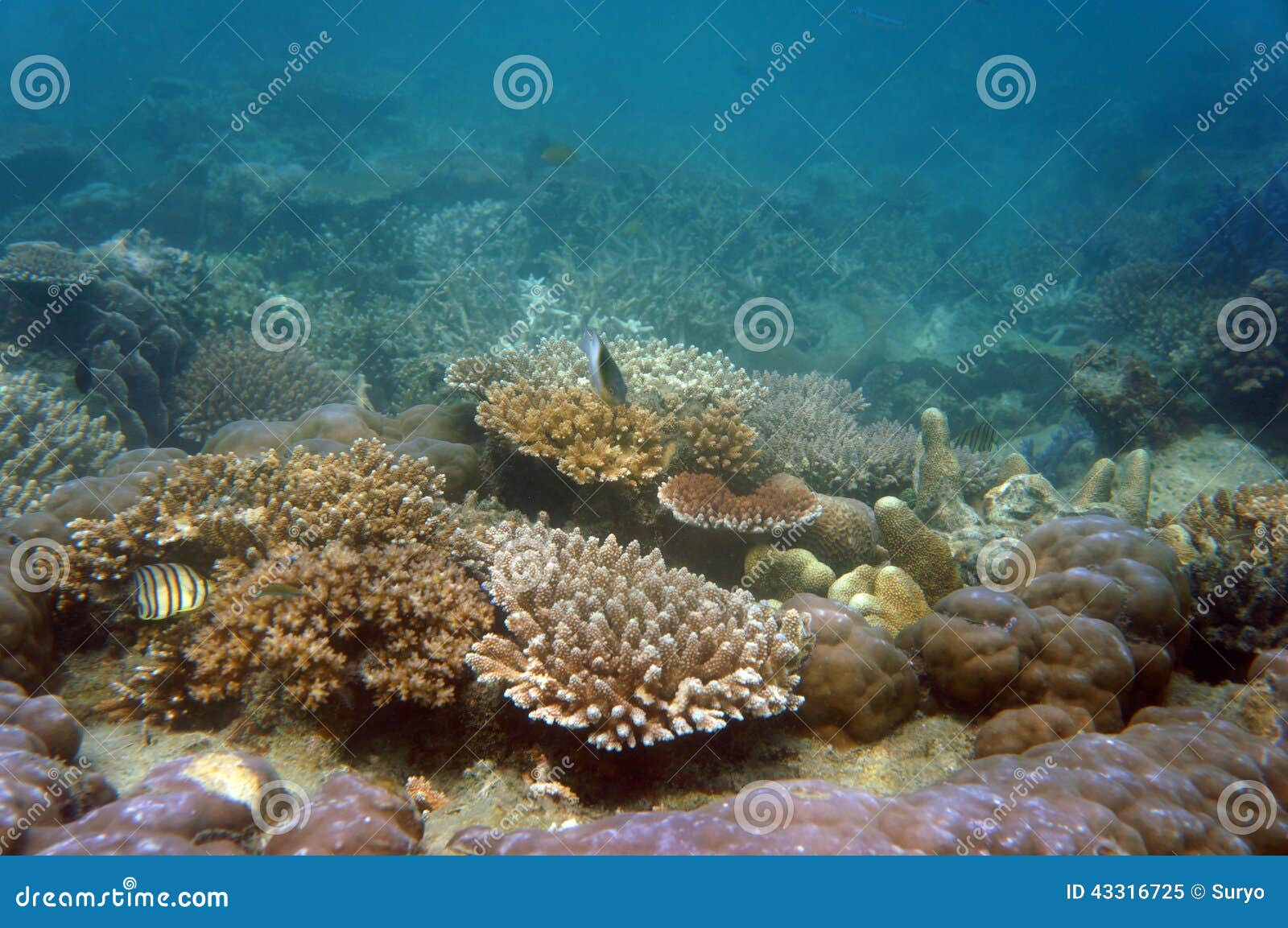Coral reefs stock image. Image of central, islands, ocean - 43316725