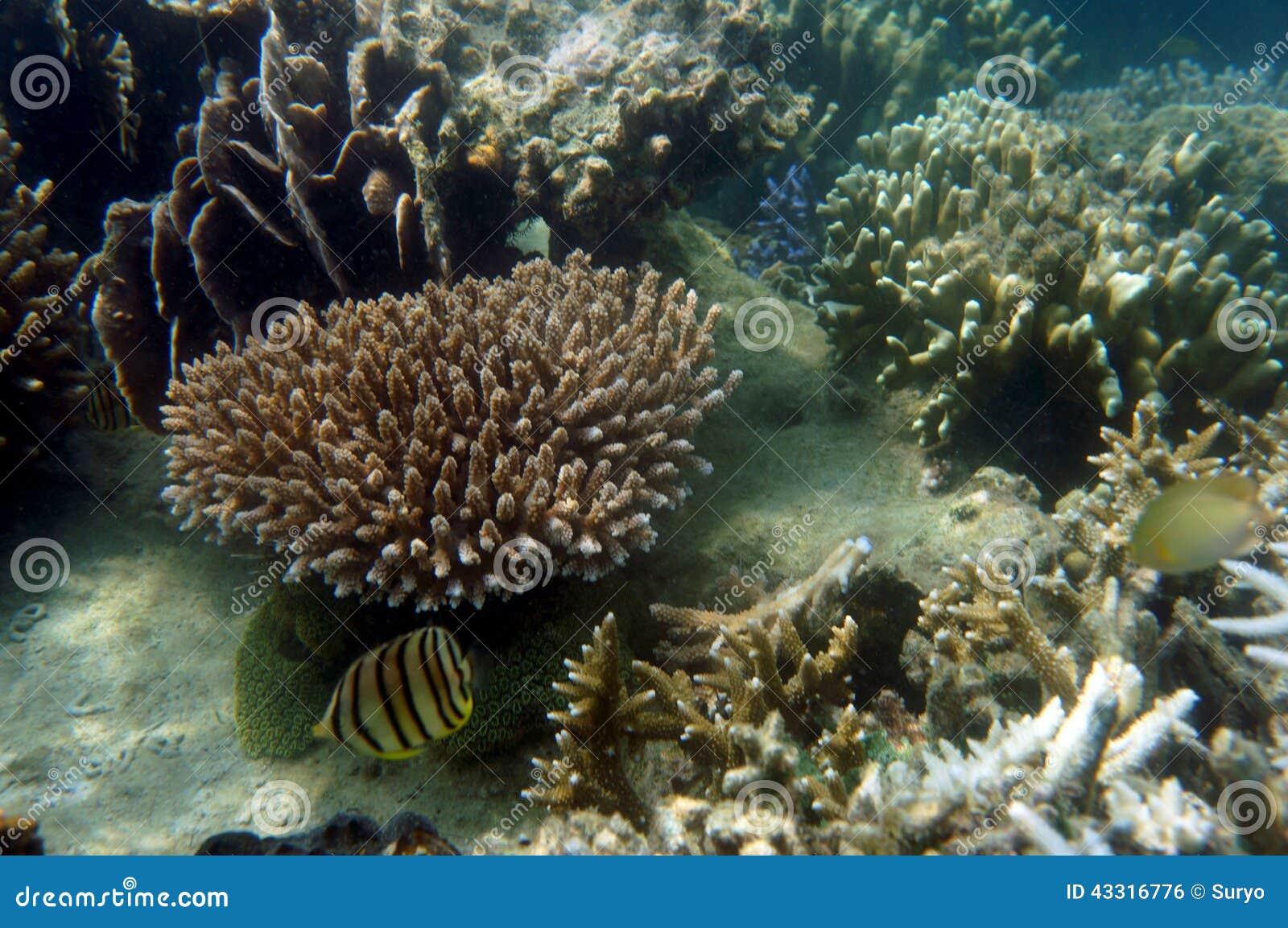 Coral reefs stock photo. Image of indonesia, coral, beauty - 43316776