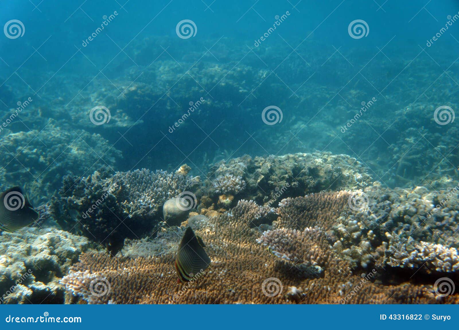 Coral reefs stock photo. Image of shoal, reef, coral - 43316822