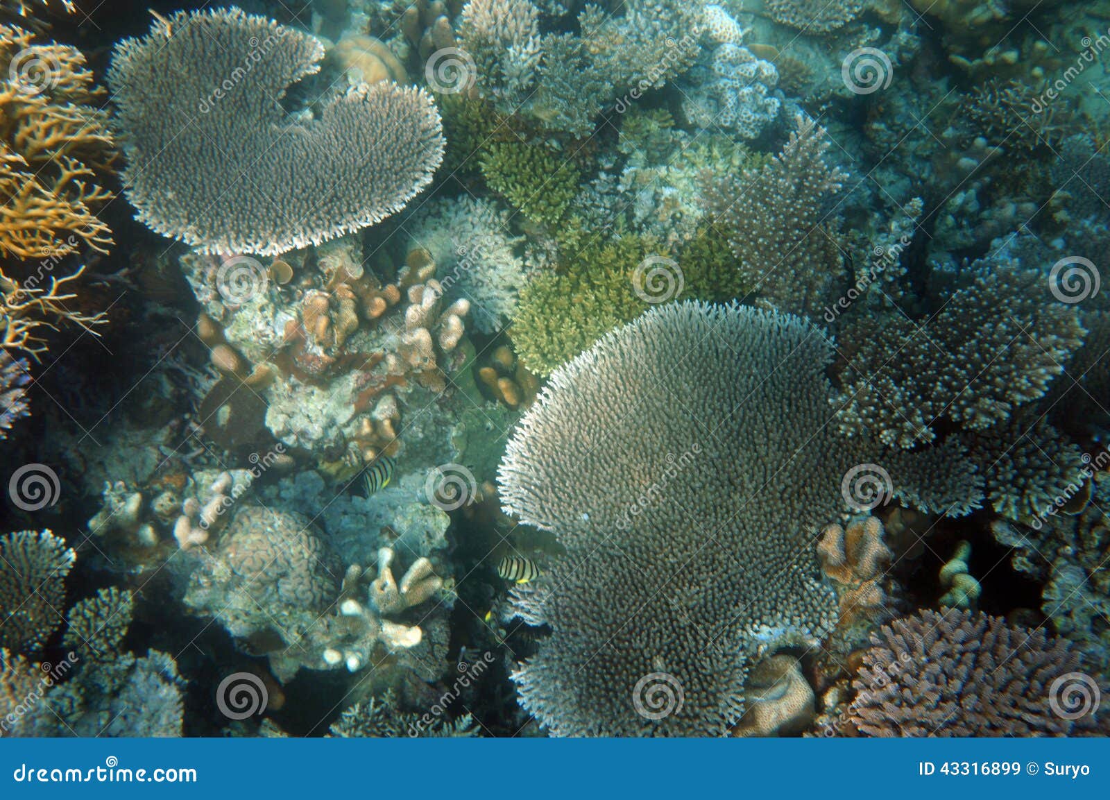 Coral reefs stock image. Image of underwater, biome, organism - 43316899