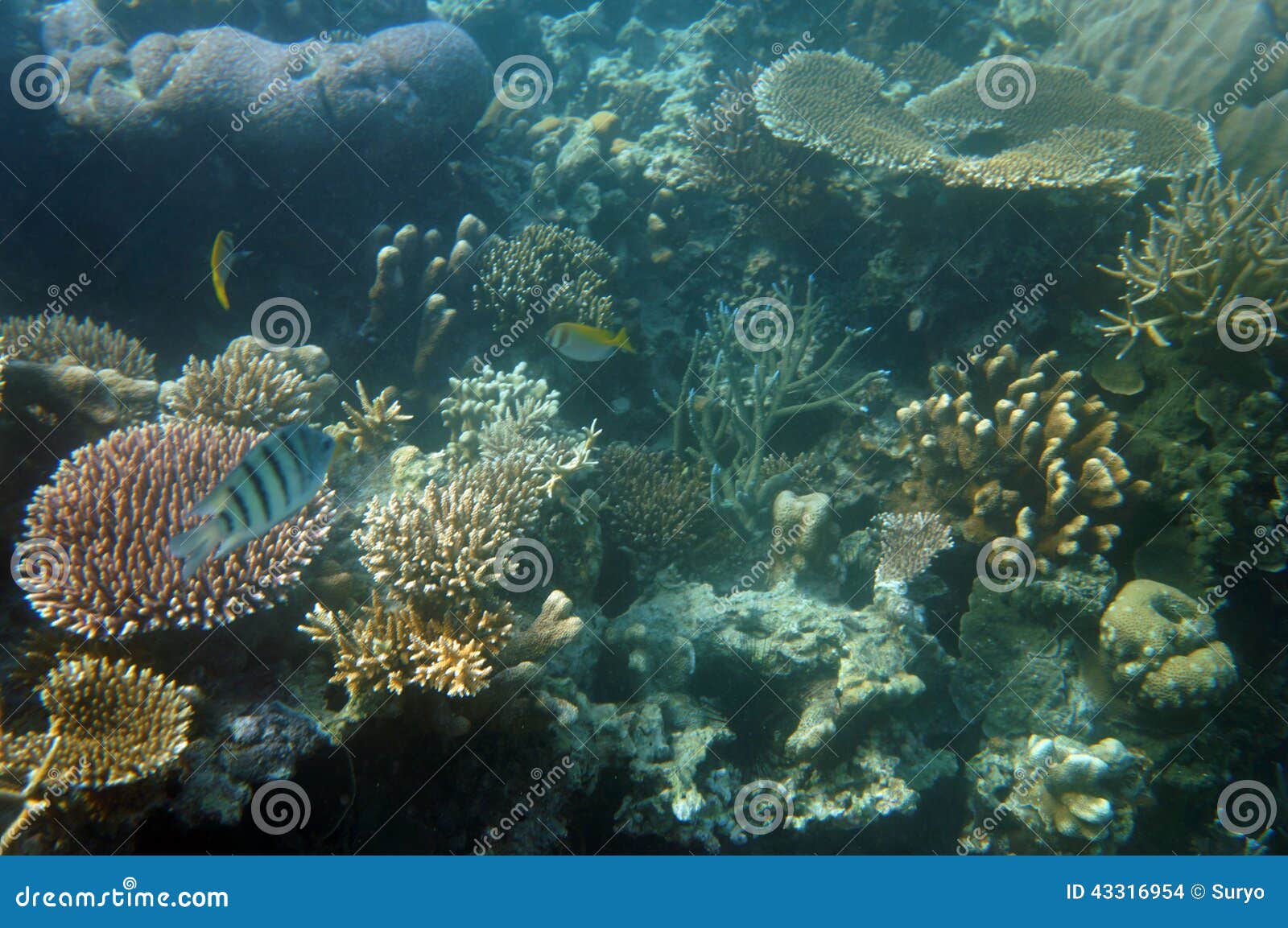 Coral reefs stock photo. Image of organism, reefs, reef - 43316954