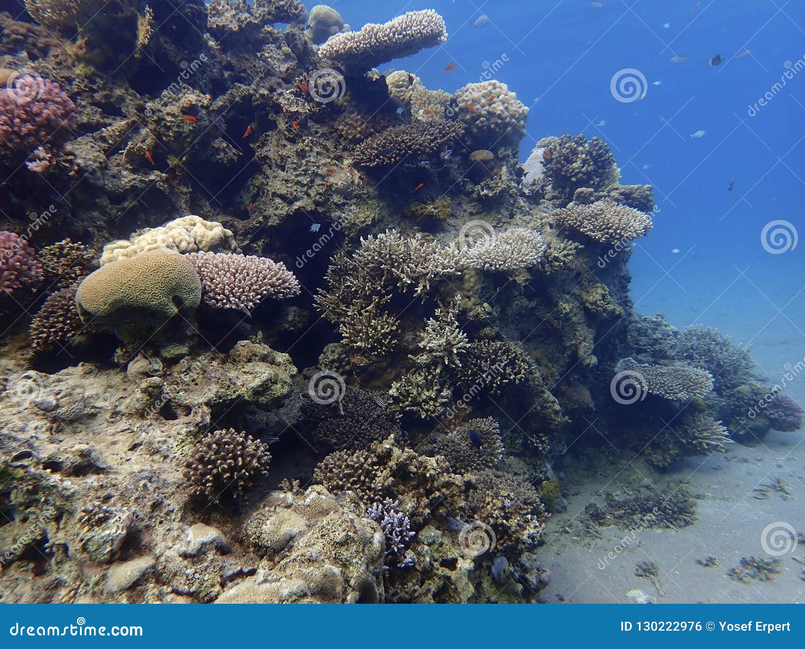 Coral reefs at the bottom stock photo. Image of site - 130222976