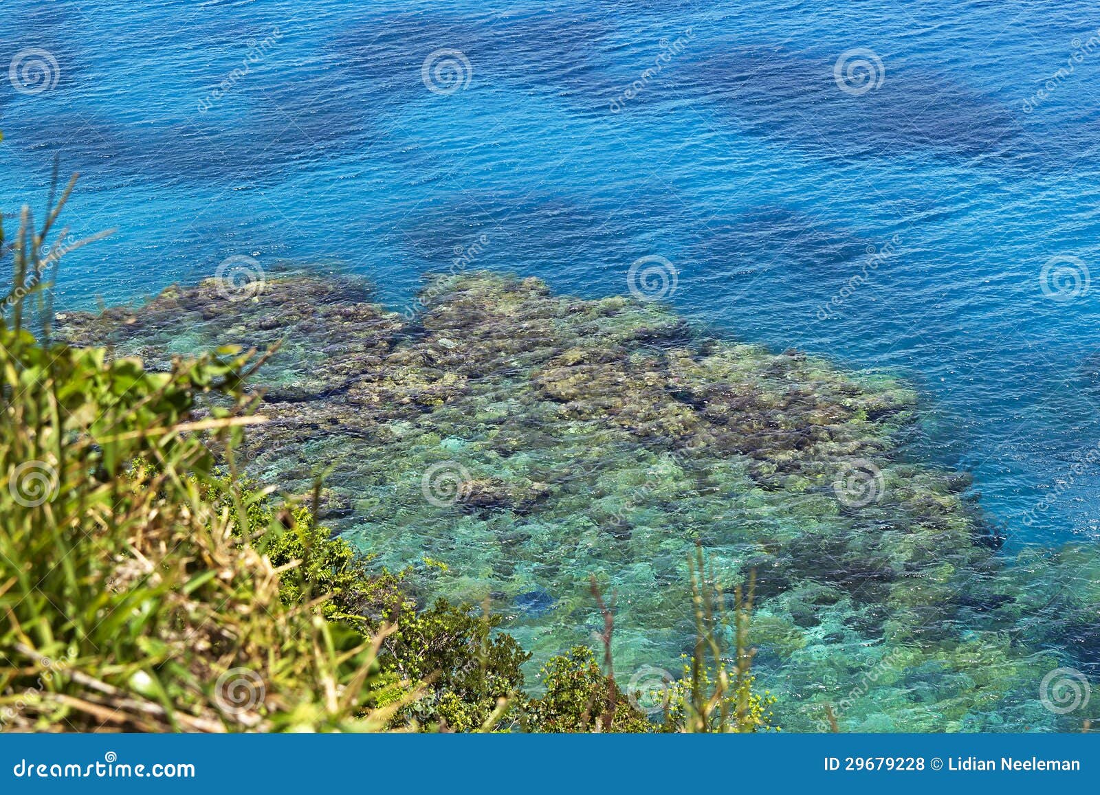 Coral Reefs at the Cliffs of Jokin Stock Photo - Image of reef, color ...
