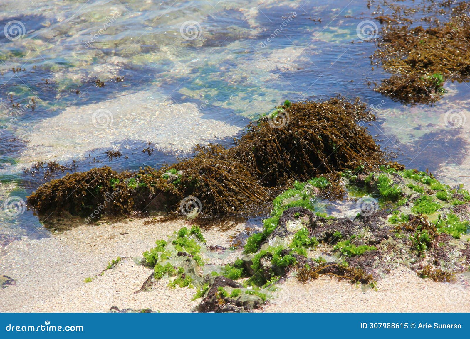Coral Reefs Covered by Seaweed Stock Image - Image of water, summer ...