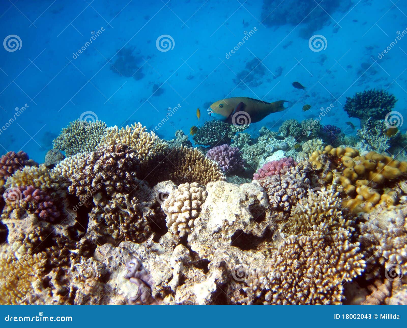 Coral reefs and fish stock image. Image of reefs, wildlife - 18002043