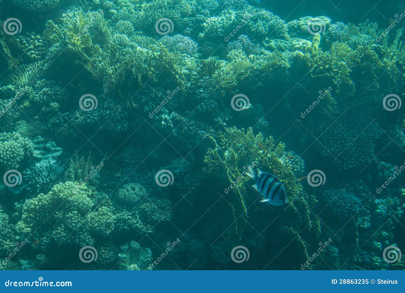 Coral Reefs and Fish in the Red Sea Stock Image - Image of ...
