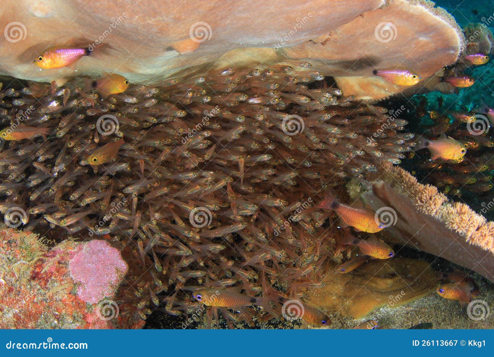 Coral reefs and fishes stock image. Image of divers, crystal - 26113667