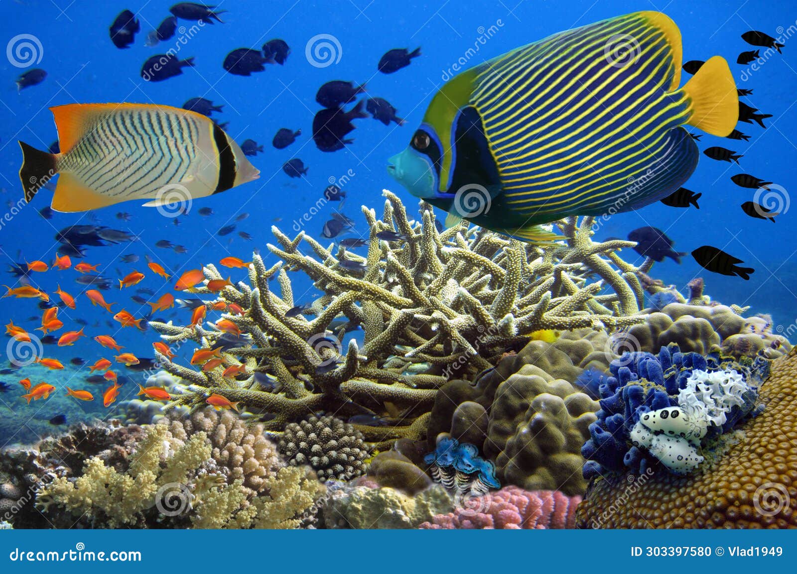 Coral Reefs are the Largest Natural Structures Stock Photo - Image of ...